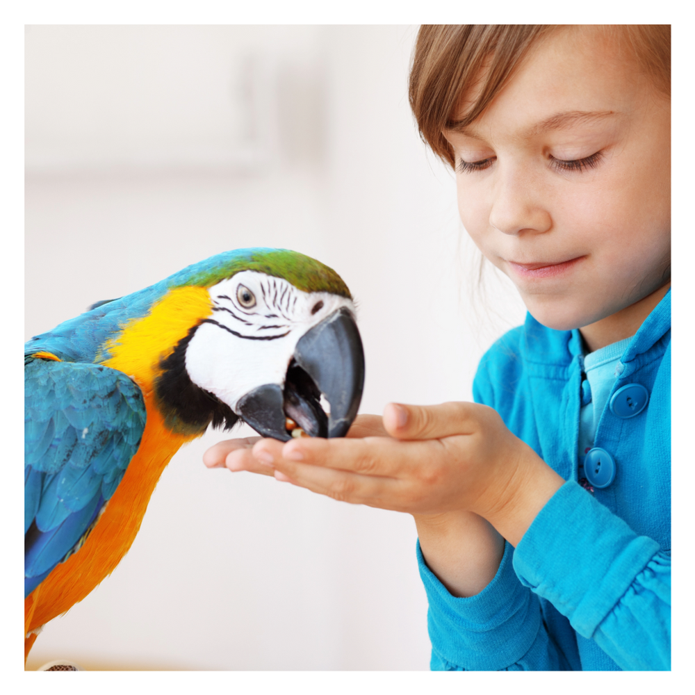 Why Many Pet Birds Are Undernourished. Even When They Look Healthy ...