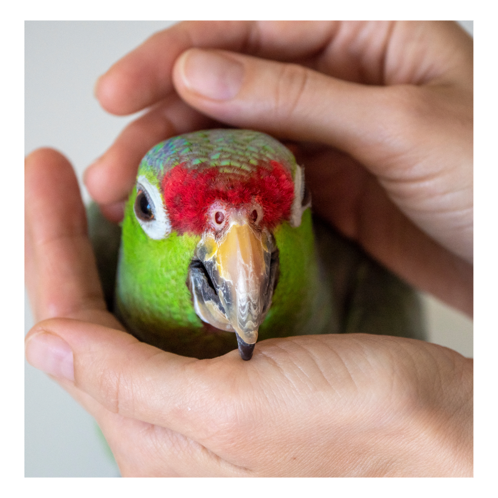 Building Healthy Routines: Daily Habits to Promote Your Parrot's Welln ...