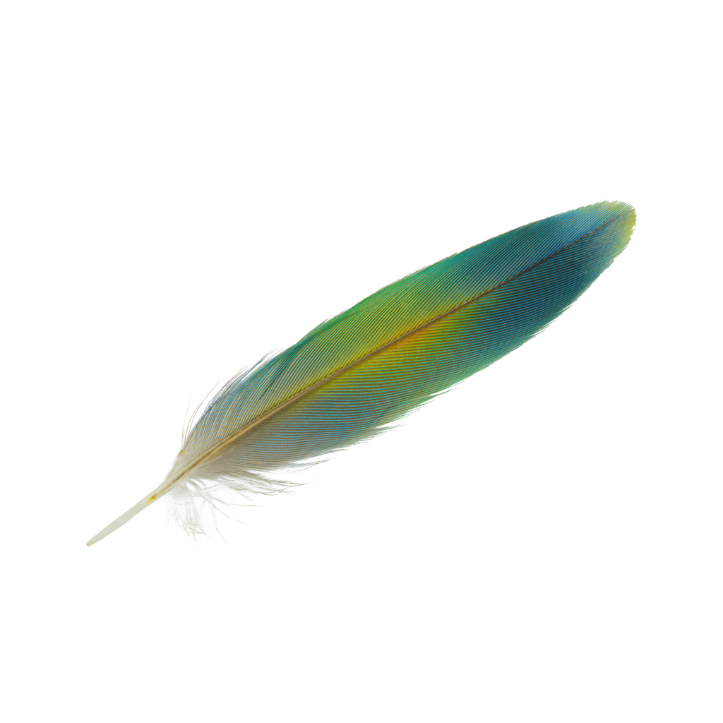 Understanding Feather Plucking in Birds: Causes and Solutions – Nature ...